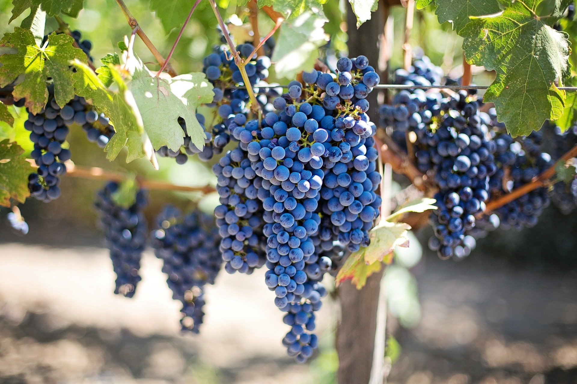 Jardinage : Comment planter une vigne
