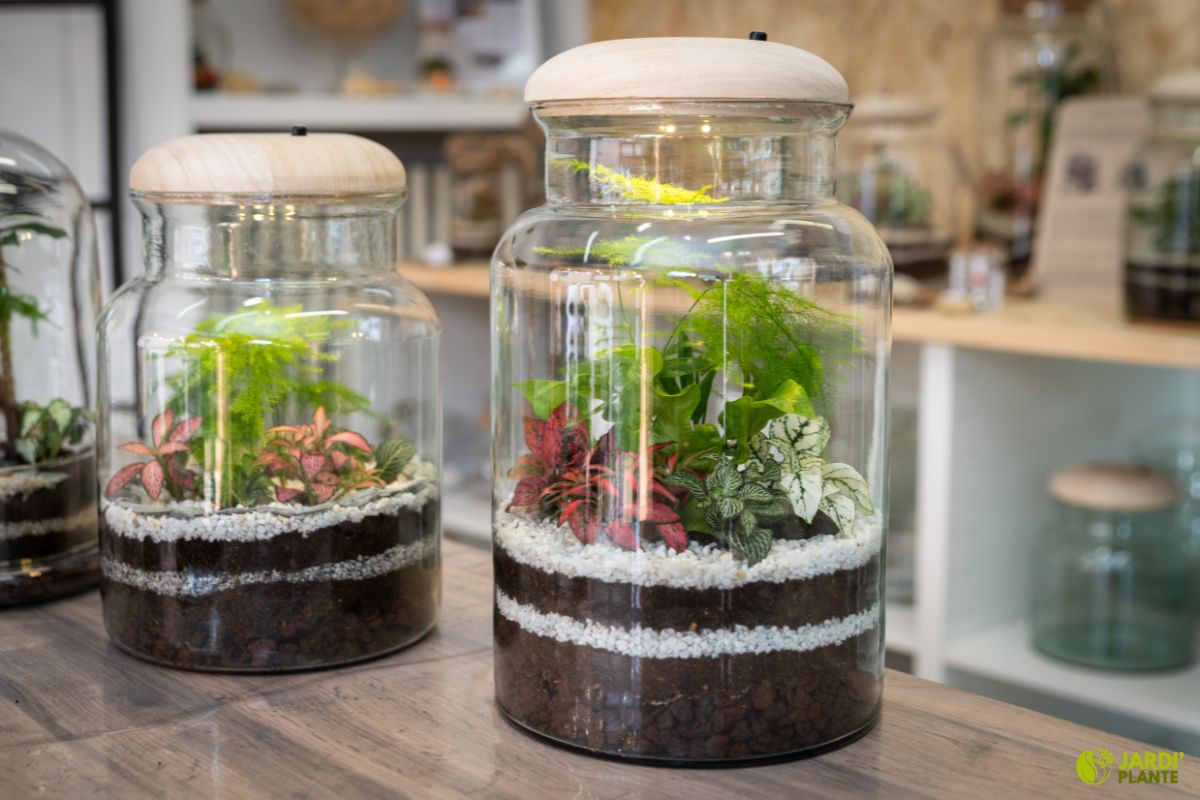Comment réussir votre terrarium d'extérieur ? Suivez nos conseils