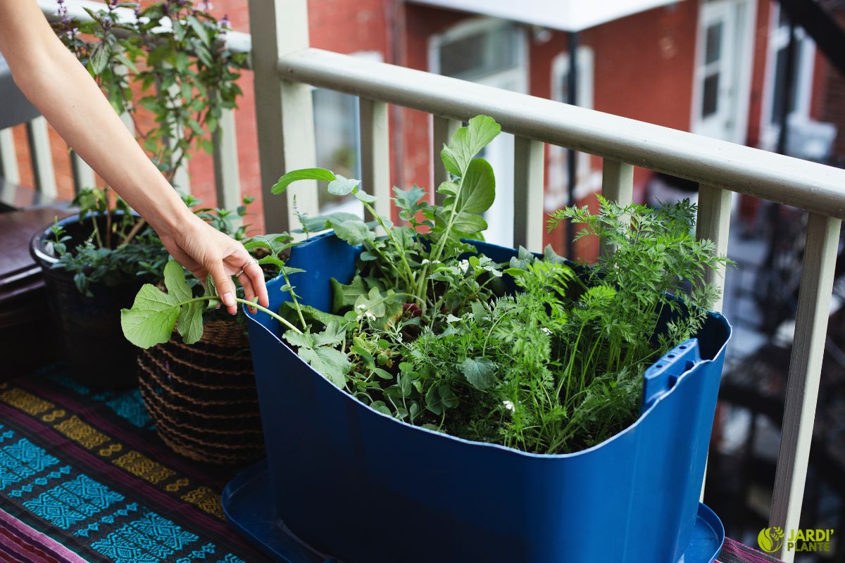 Comment créer un potager de balcon en 5 étapes simples